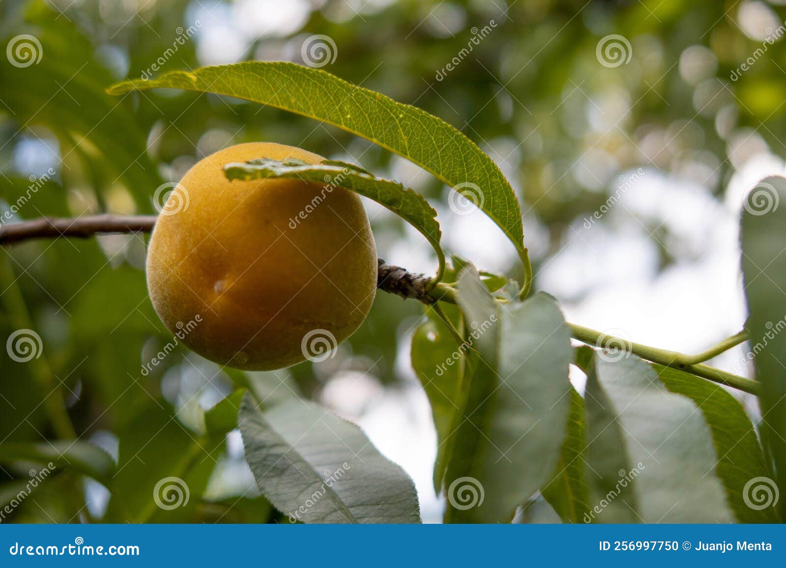 Image of a Ripe Peach on a Tree Branch Stock Photo - Image of ...