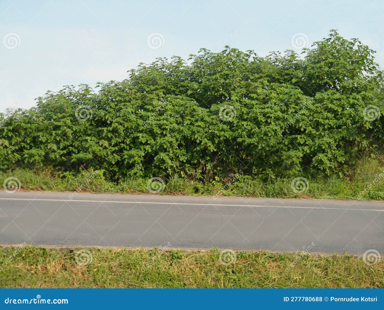 Roadside View Covered with Trees and Grass Stock Photo - Image of green ...