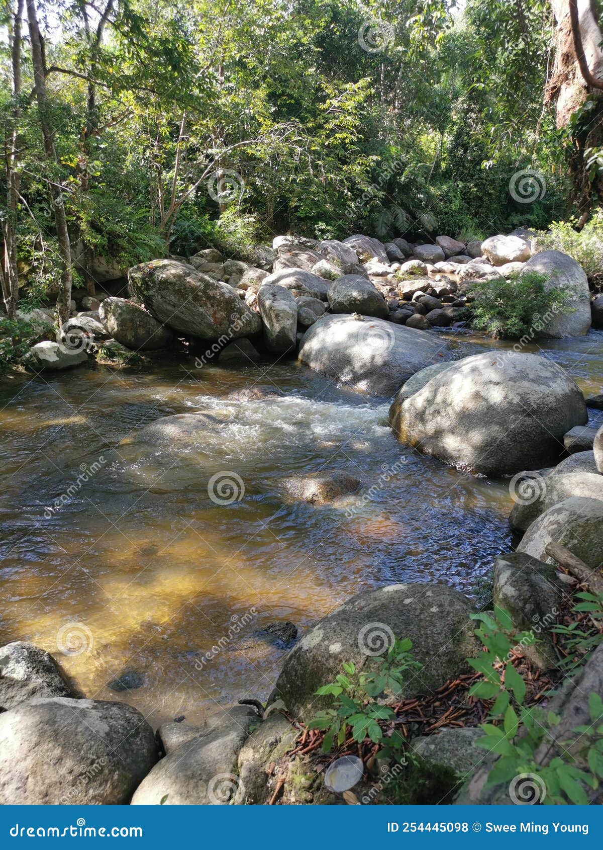 Rocky Flowing River Stream in the Jungle Stock Photo - Image of spring ...