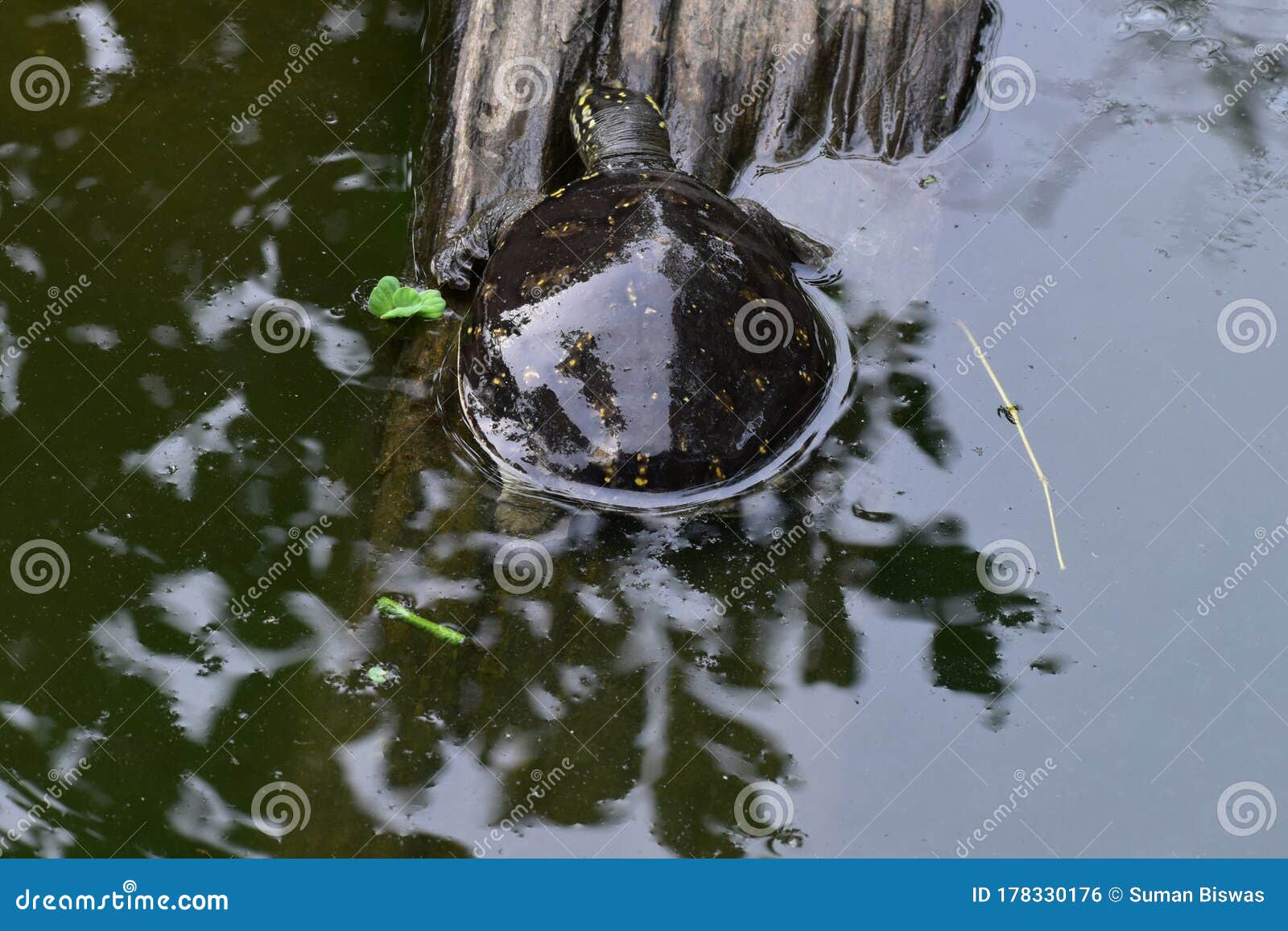 This is an Image of Roofed Turtle in India. Stock Photo - Image of duck ...