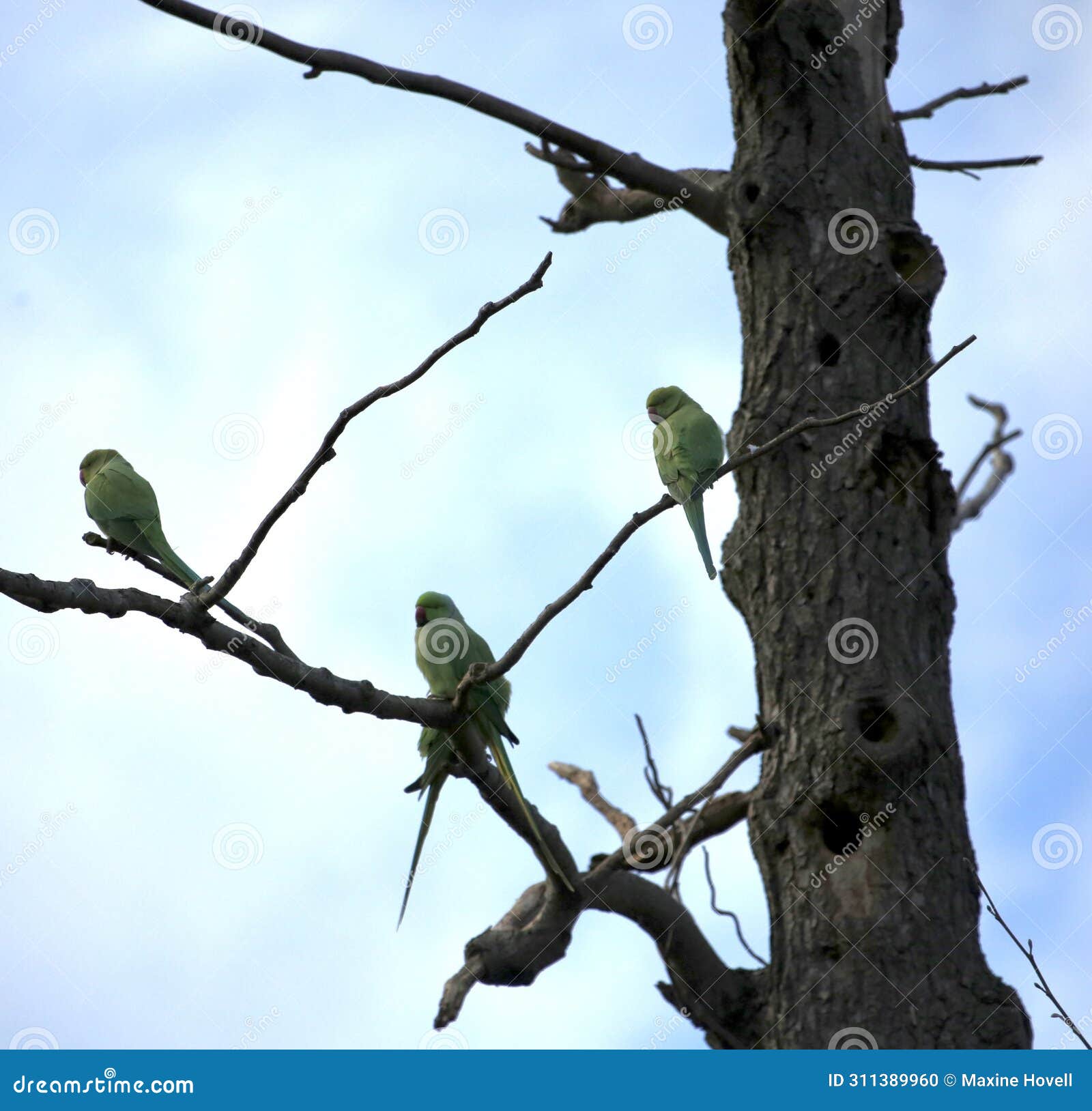 Rose Ringed Parakeets in a Tree Stock Photo - Image of bird ...