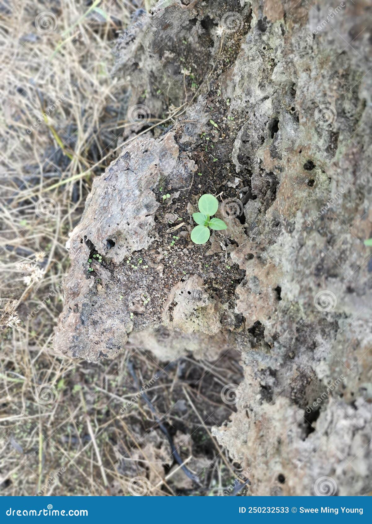 Rotting or Decaying Tree Trunk on the Field Stock Image - Image of ...