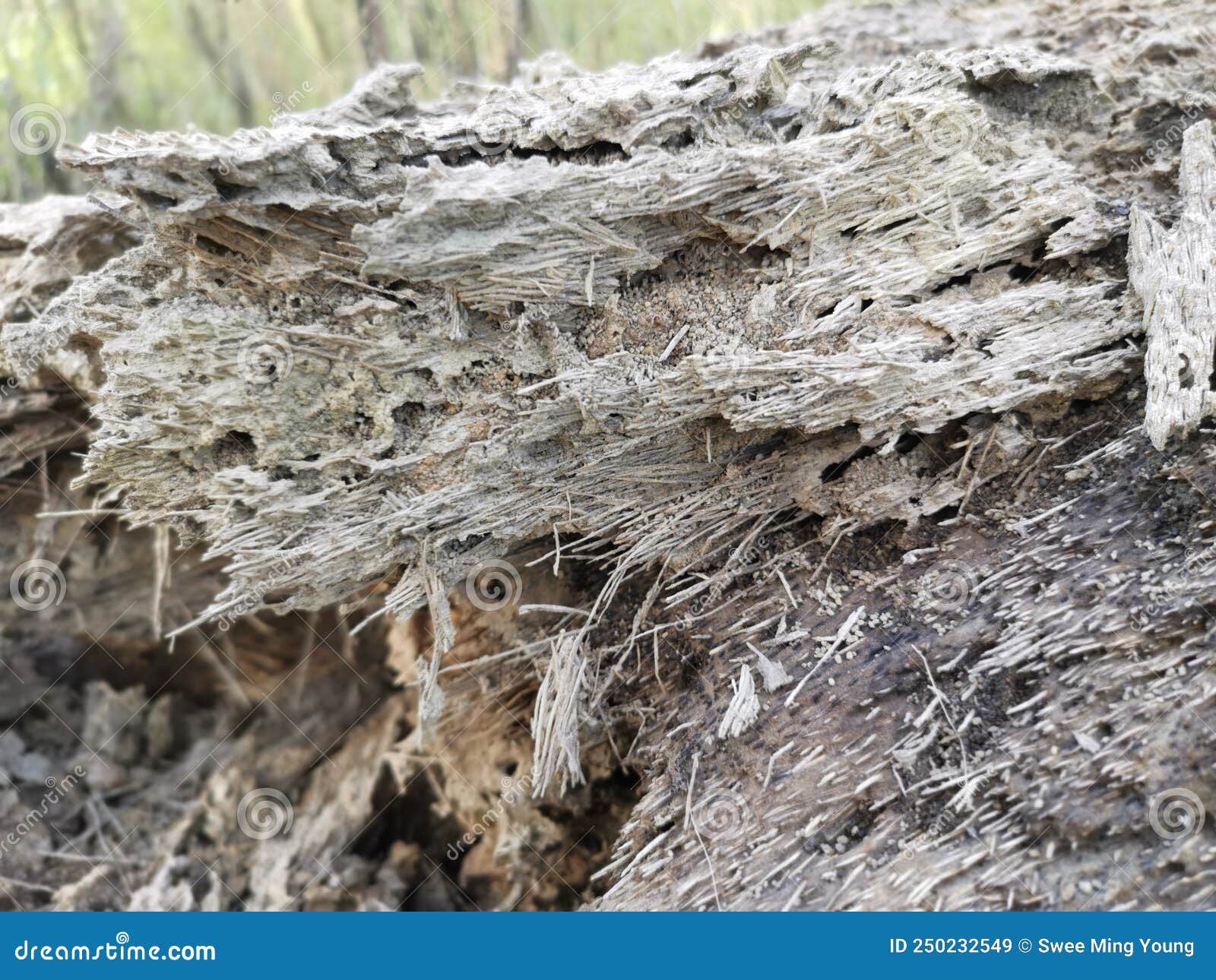 Rotting or Decaying Tree Trunk on the Field Stock Image - Image of moss ...