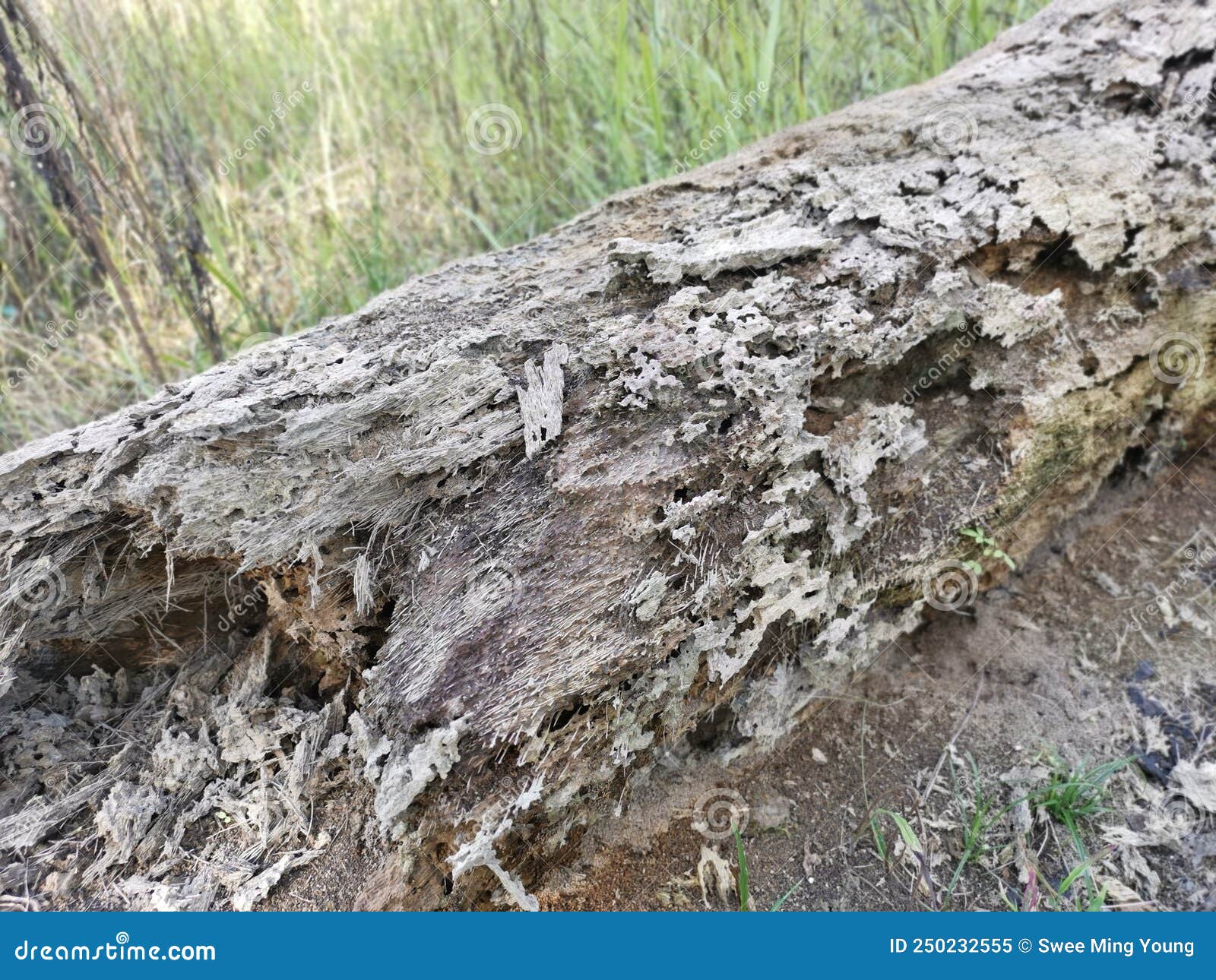 Rotting or Decaying Tree Trunk on the Field Stock Image - Image of ...