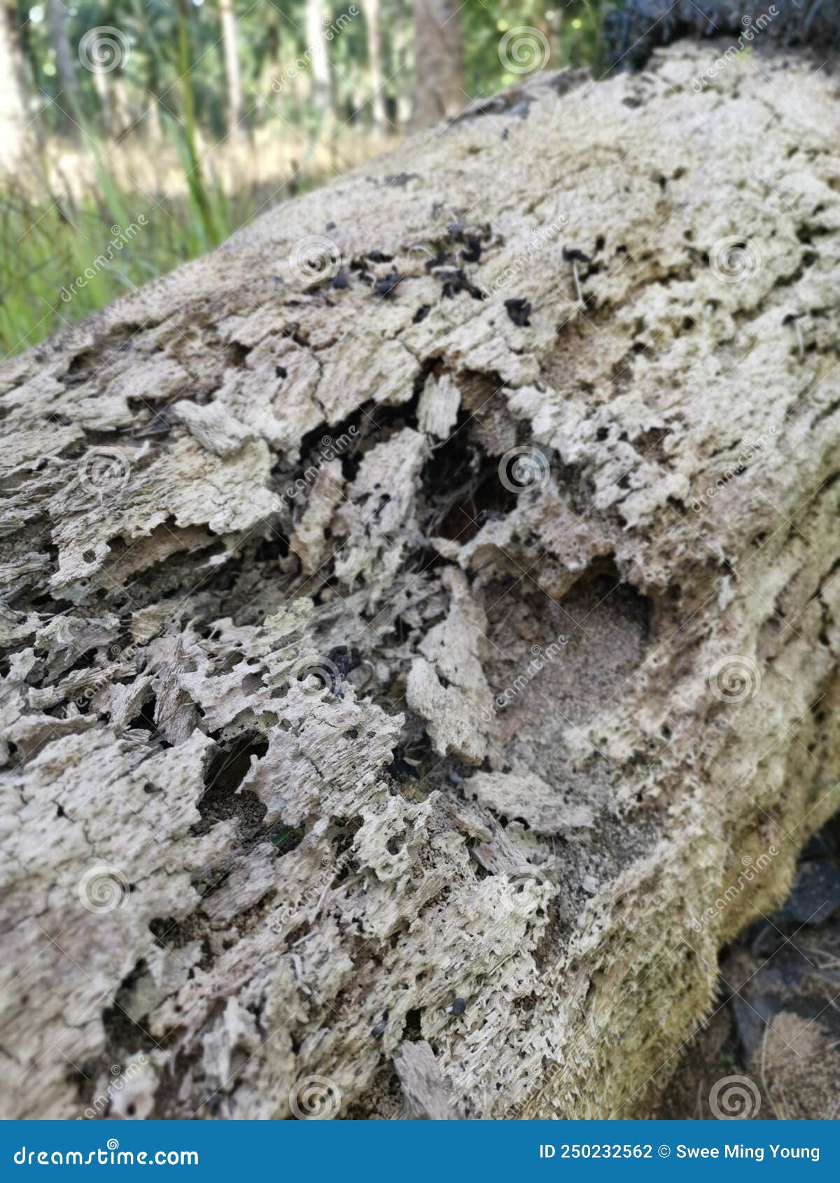 Rotting or Decaying Tree Trunk on the Field Stock Photo - Image of ...