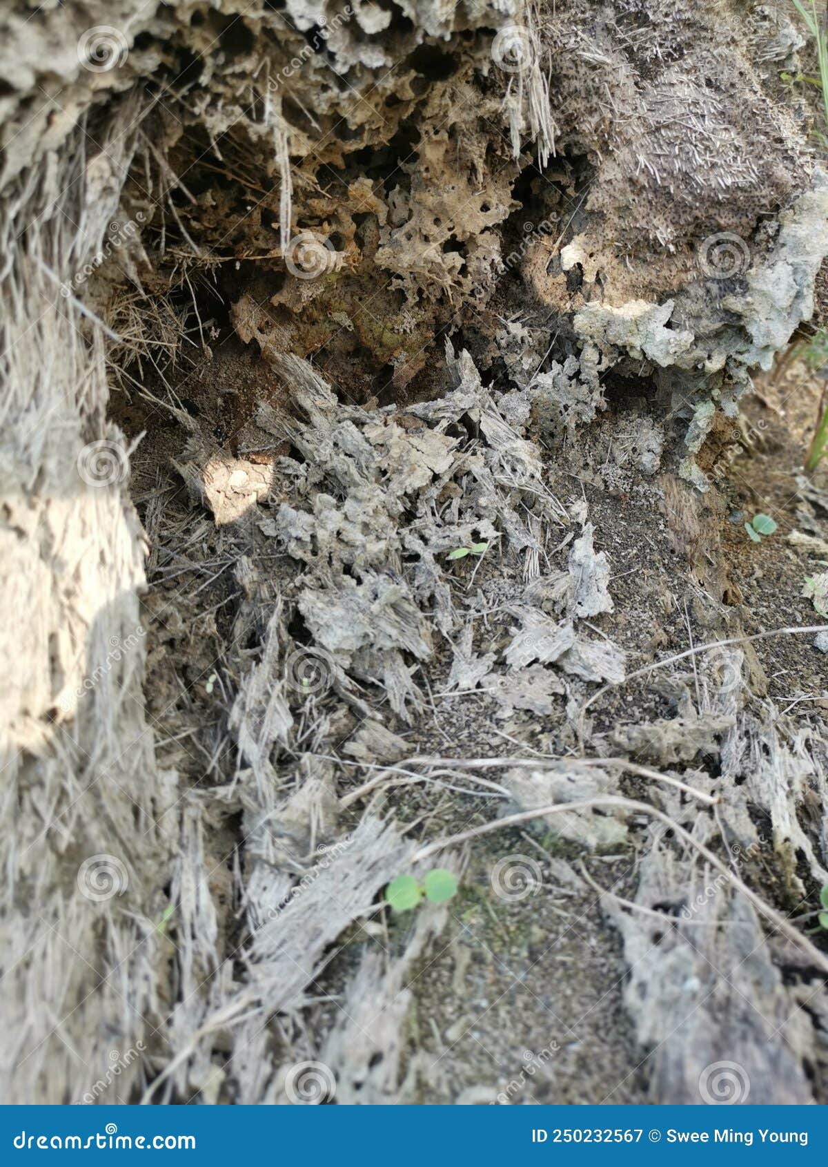 Rotting or Decaying Tree Trunk on the Field Stock Image - Image of ...