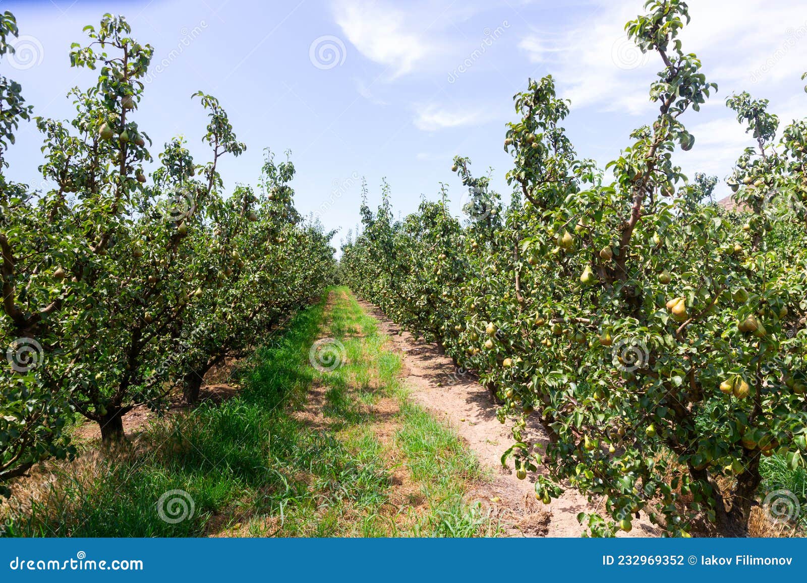 Image of Rows with Pear Trees with Fruits Stock Photo - Image of fresh ...