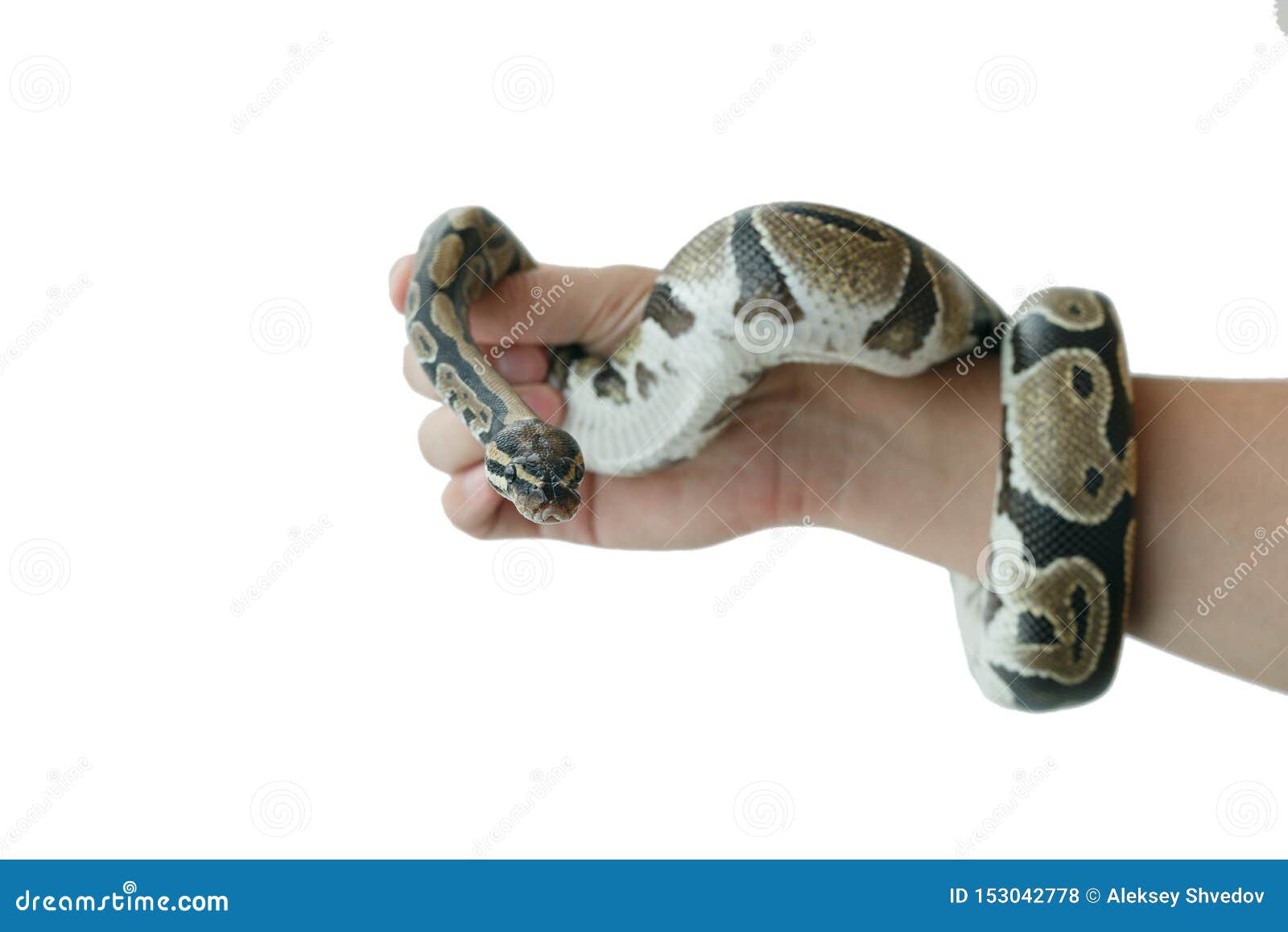 Python On Hand, Snake On Hand, Man Holds Python Royalty-Free Stock ...