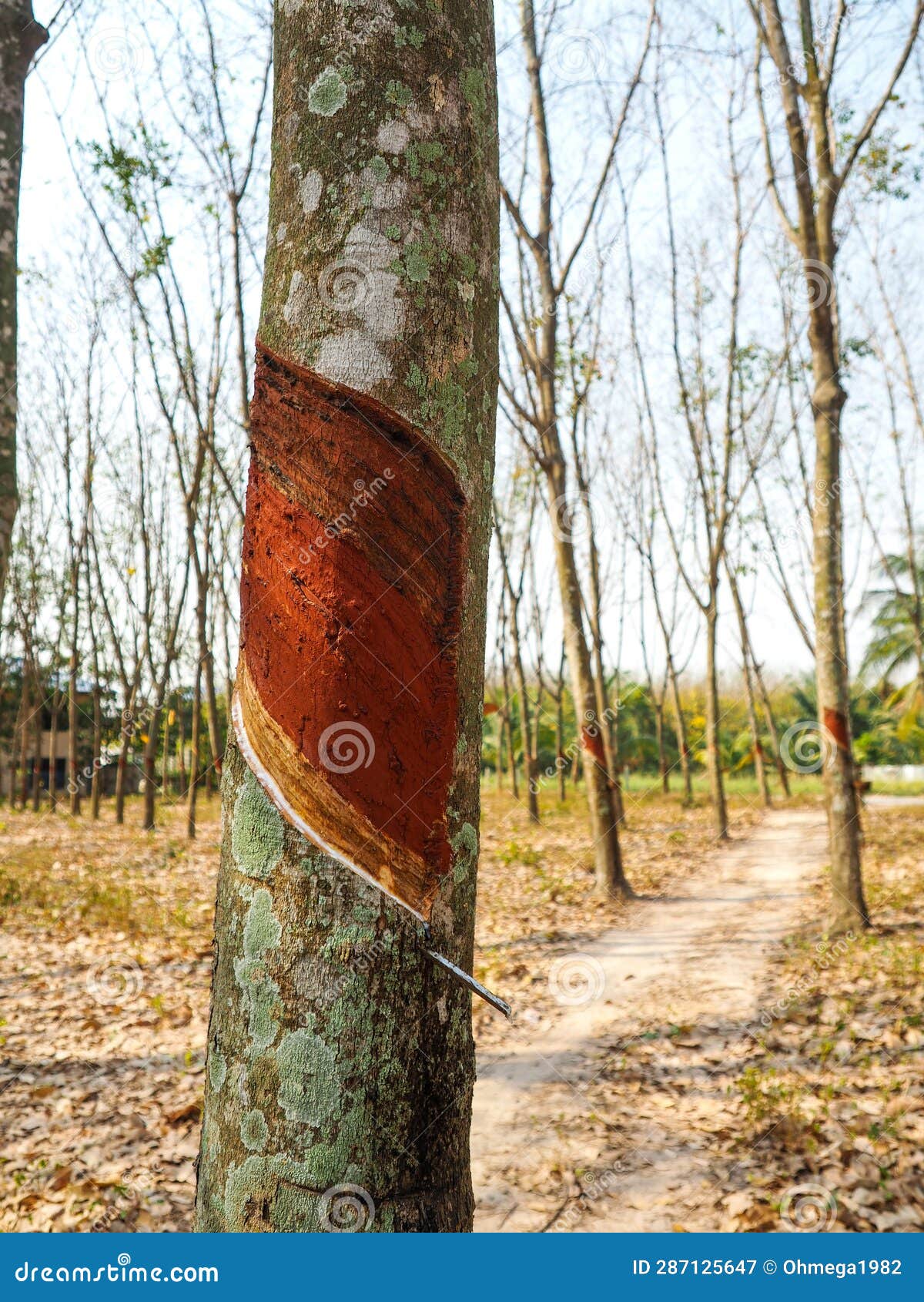 Rubber Tree in the Rubber Forest. Image in Natural Rubber Farm Stock ...