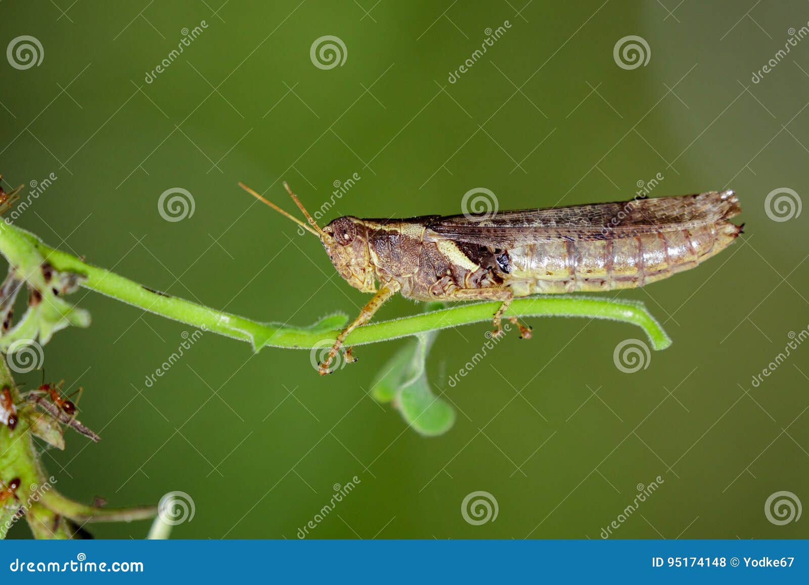 Image of Rufous-legged Grasshopper on Nature Background. Insect Stock ...