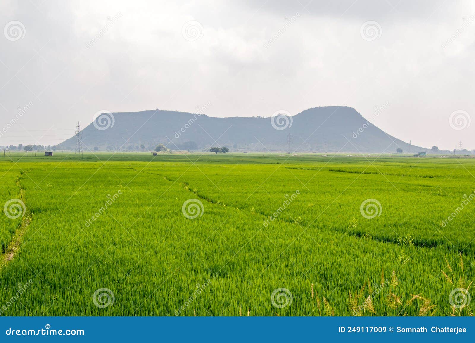 Image of Rural Bihar Paddy Field and Landscape. Stock Image - Image of ...