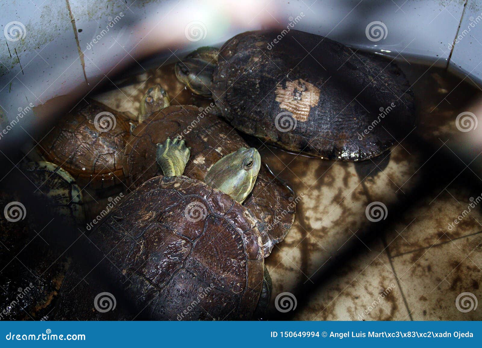 Turtles in captivity Cuba. stock photo. Image of care - 150649994
