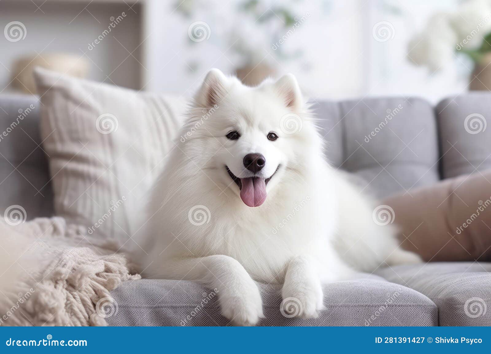 Image of Samoyed Dog Sit on Sofa Generative AI Stock Illustration ...