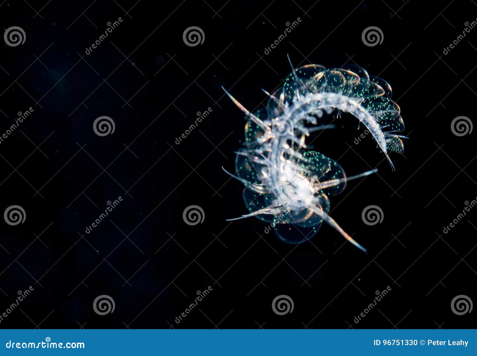 Image of a Scaled Worm at Night. Stock Photo - Image of pacific ...
