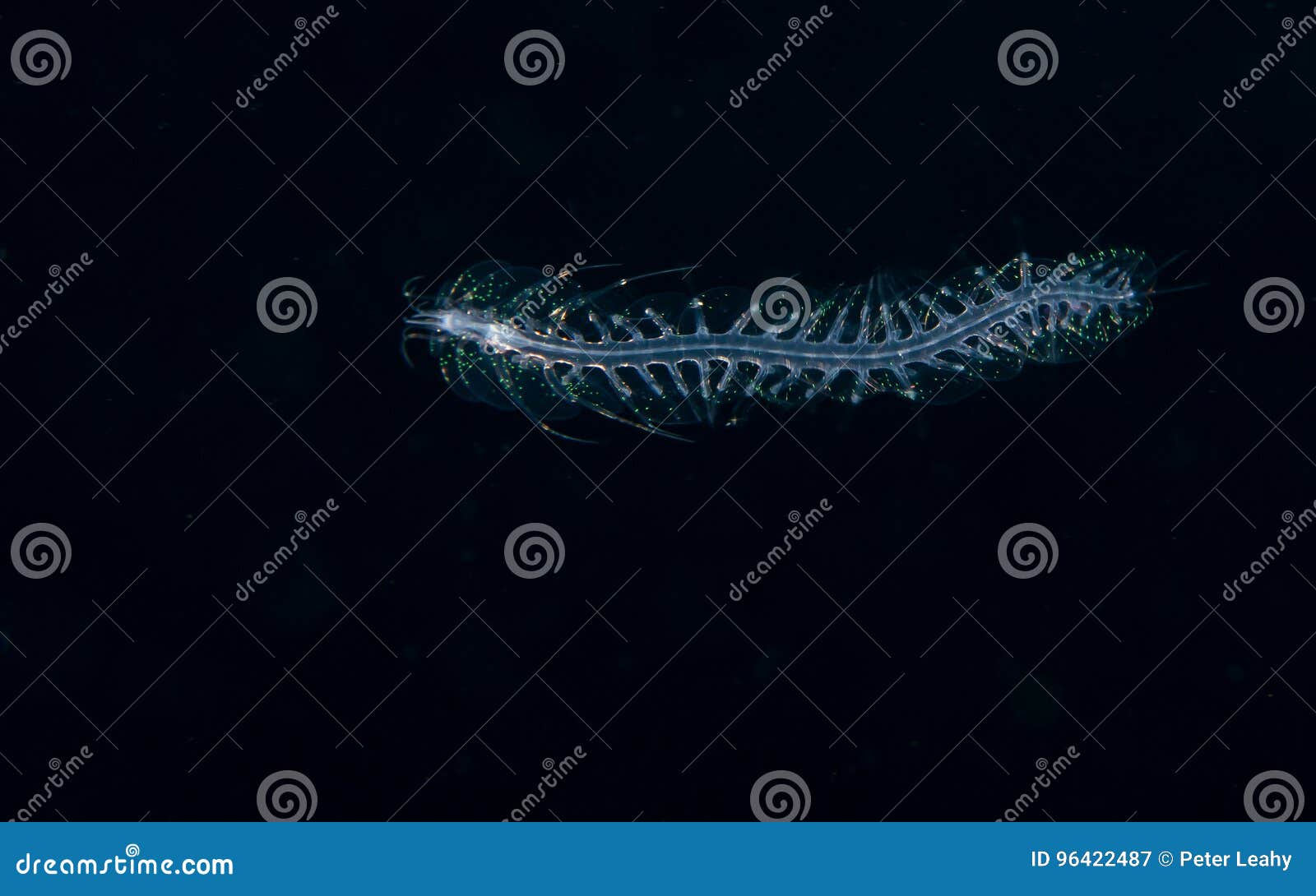Image of a Scaled Worm at Night. Stock Image - Image of hydrozoa, black ...