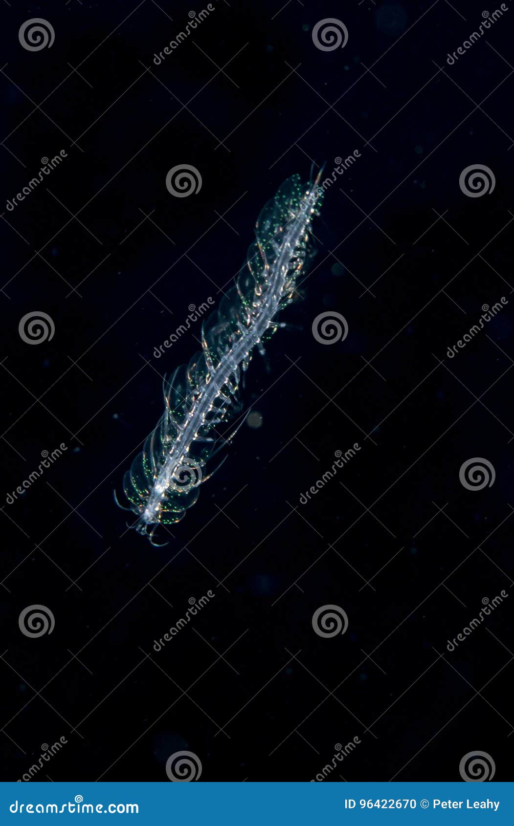 Image of a Scaled Worm at Night. Stock Photo - Image of night, species ...