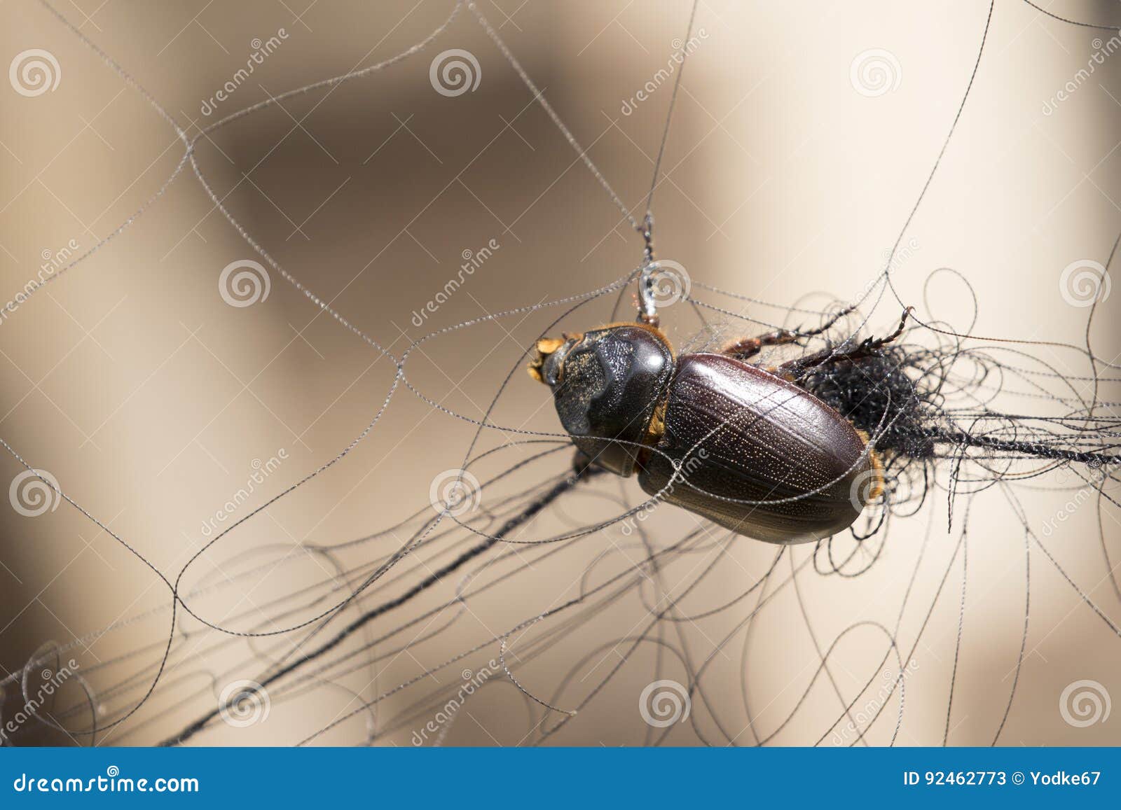 Insect Entrap Royalty-Free Stock Photography | CartoonDealer.com #21694367