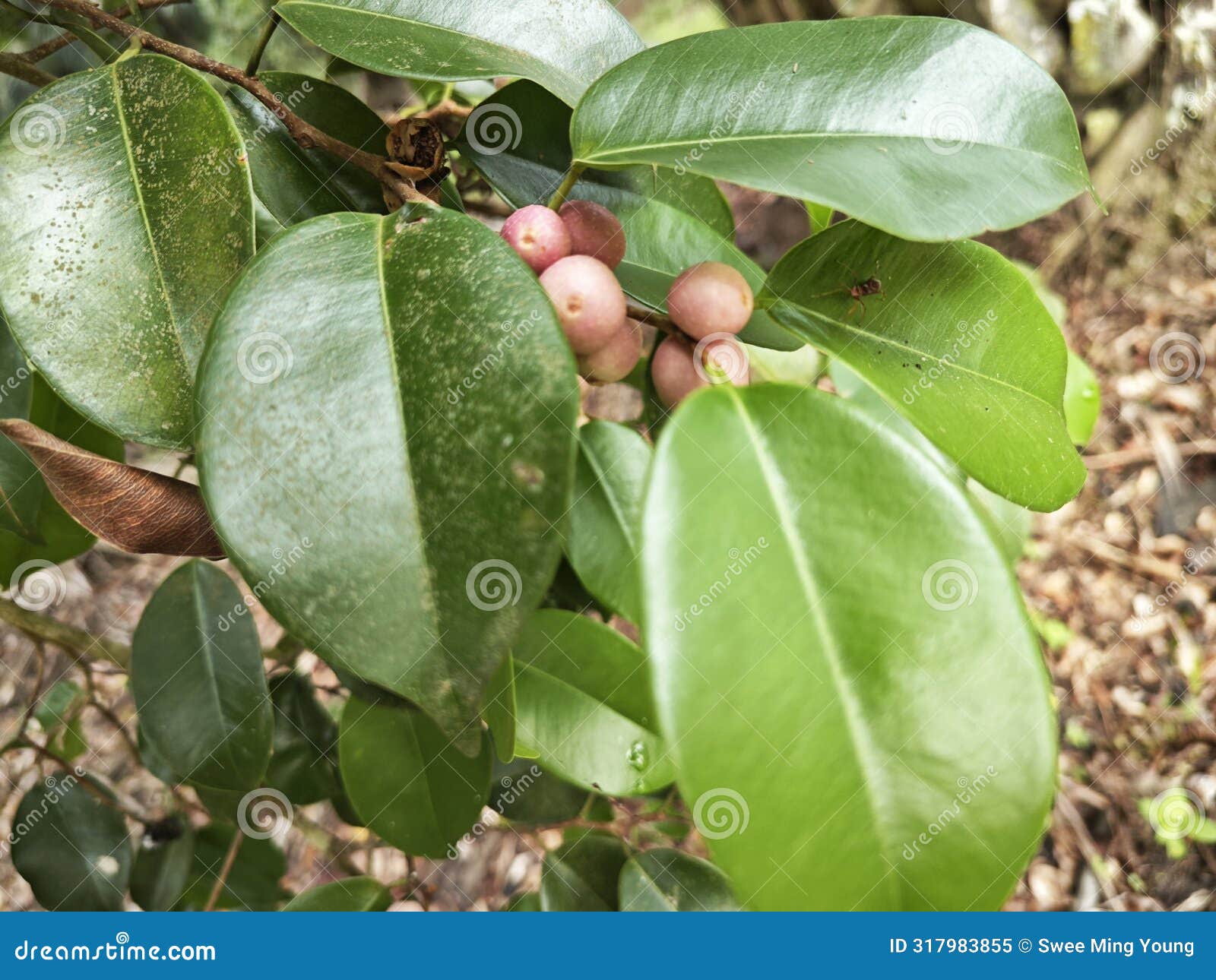 Branches of Leafy Ficus Microcarpa Fruit Tree. Stock Image - Image of ...