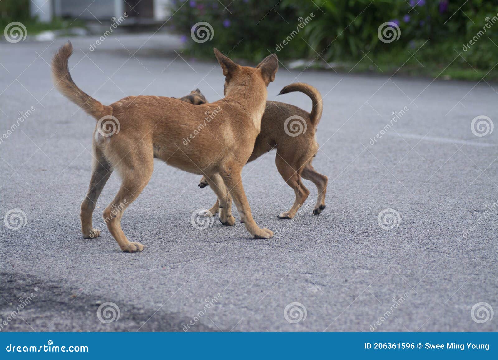 Everyday Activities of Stray Dogs on the Street. Stock Photo - Image of ...