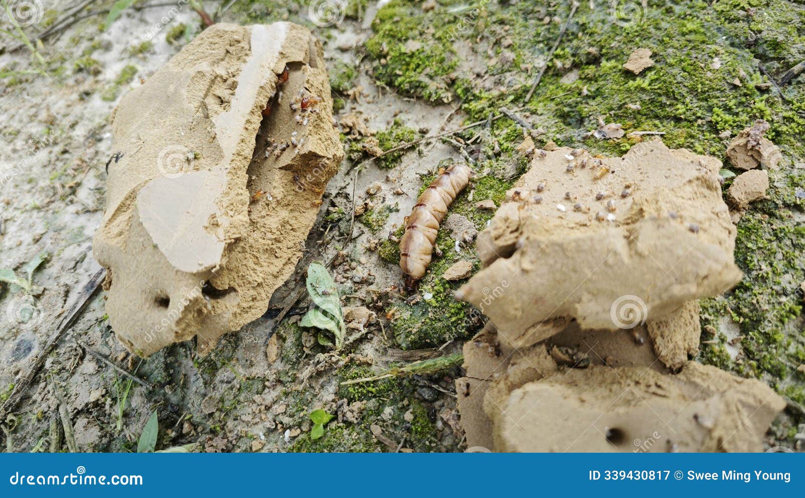 Scene Inside the Dig Up Mound Hill Termite Nestle from the Ground ...