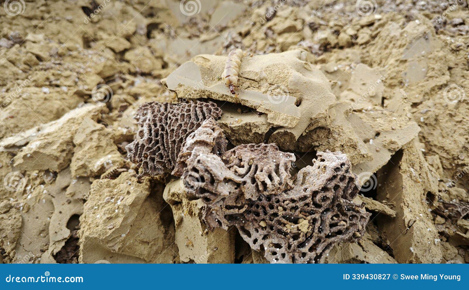 Scene Inside the Dig Up Mound Hill Termite Nestle from the Ground ...