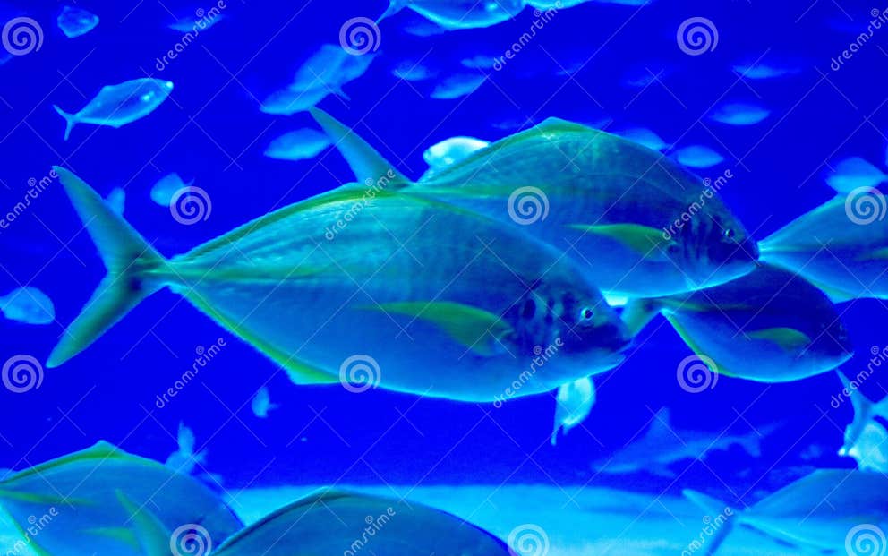 Image of a School of Fish Swimming in the Same Direction. Stock Photo ...