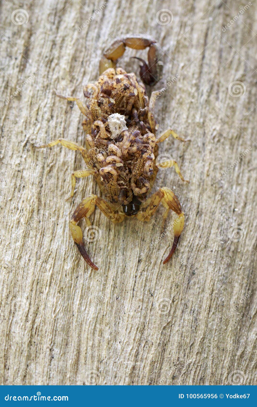 Image of Scorpion with Baby on Back. Insect Stock Photo - Image of ...
