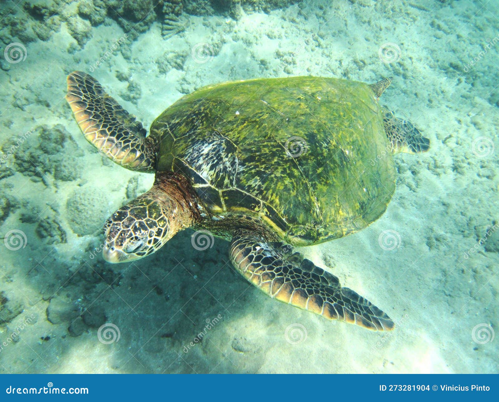 Image of Sea Turtle Swimming on the Bottom of the Sea Bed Stock Photo ...