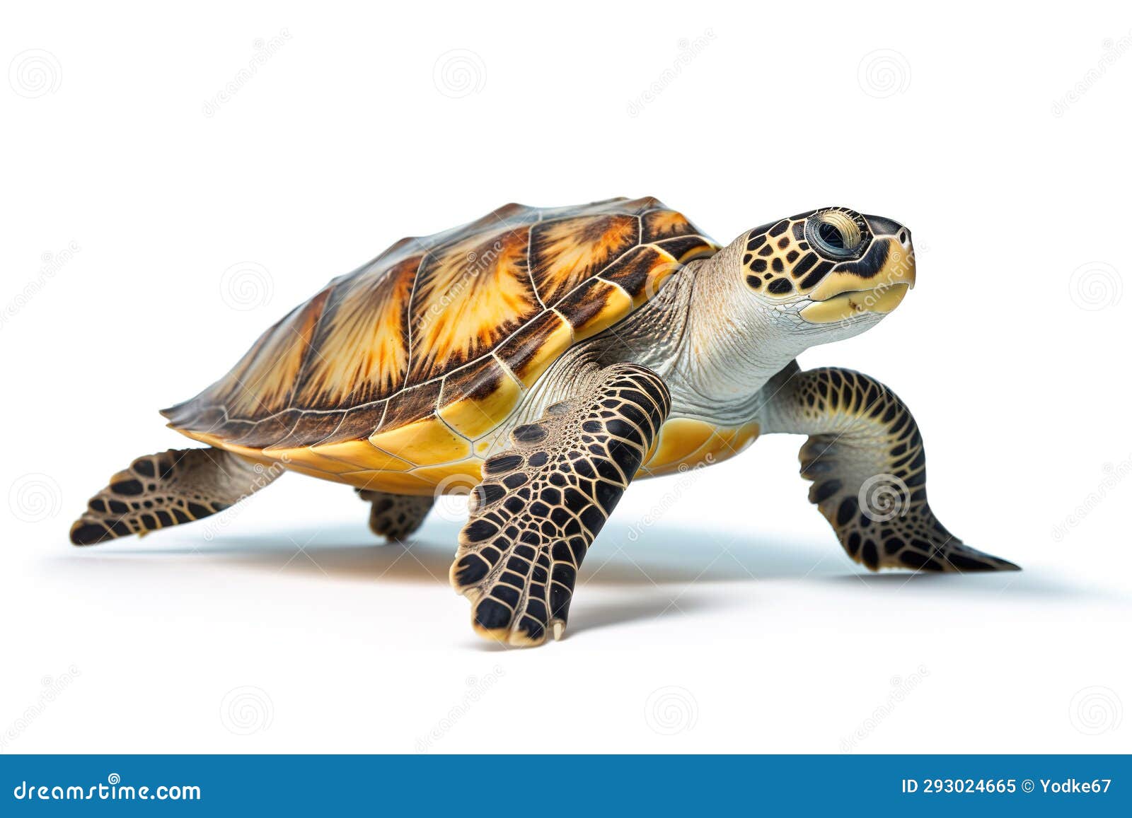 Image of Sea Turtle on White Background. Undersea Animals Stock ...