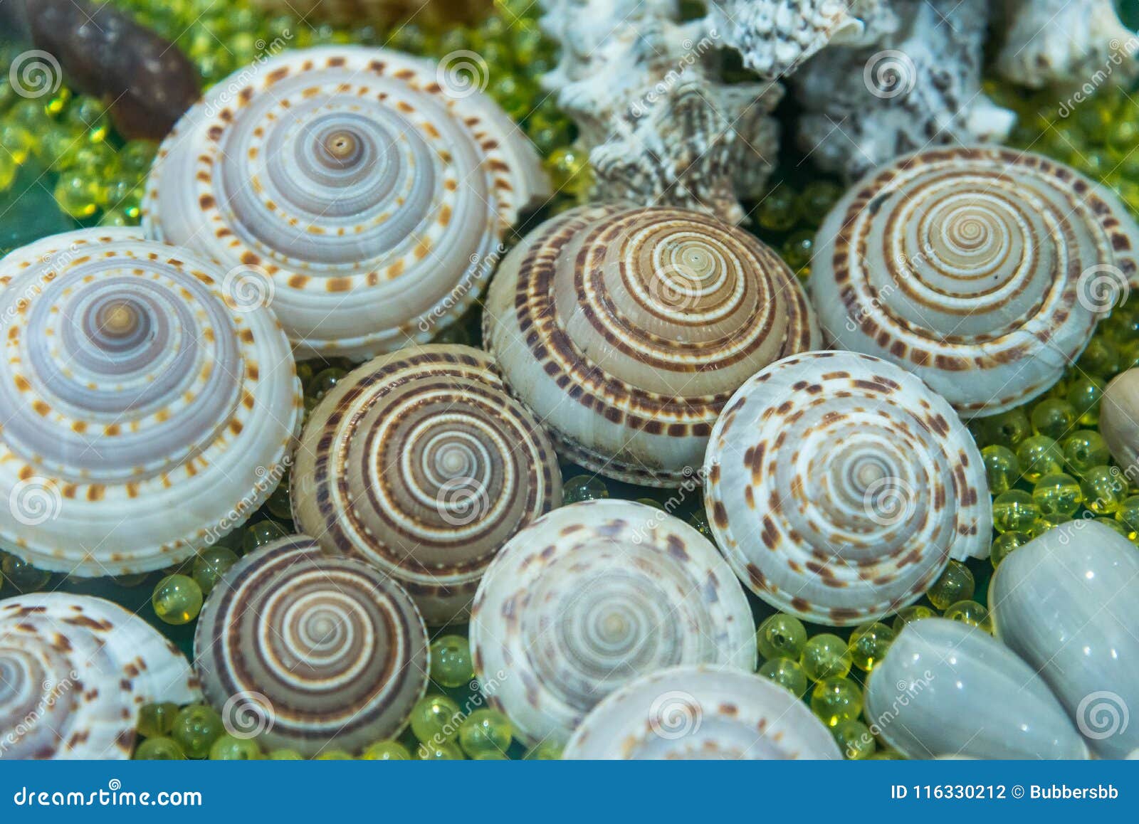 Image of Seashell Collection. Many Different Shells. Stock Photo ...