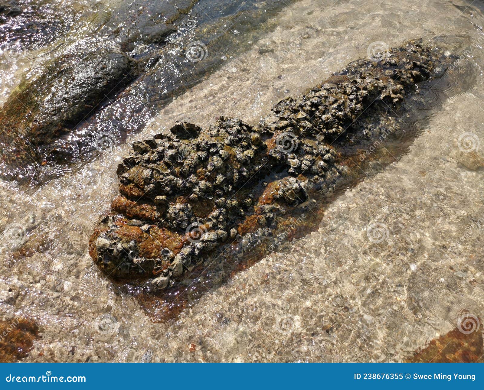 Seashell Fossil Stick or Cover the Surface of Rock or Boulder Stone ...