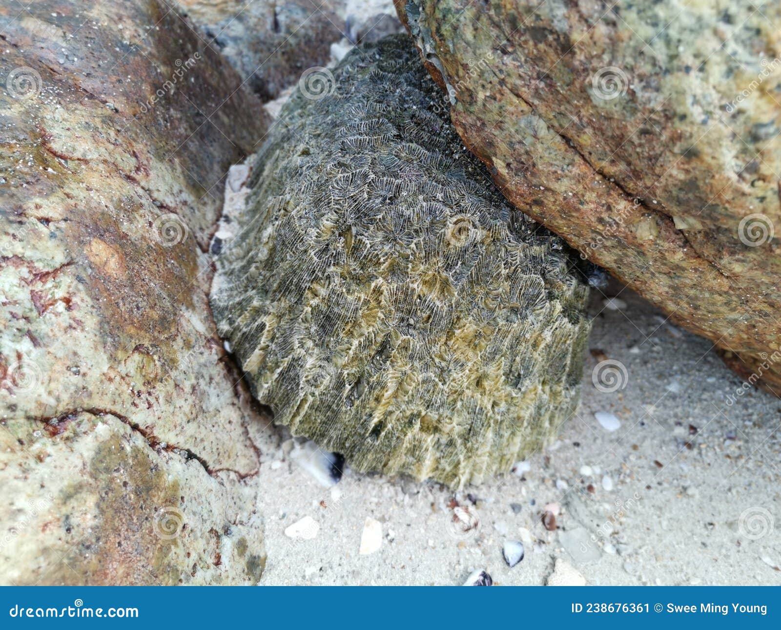 Seashell Fossil In Harvard Museum Of Natural History Editorial Photo ...