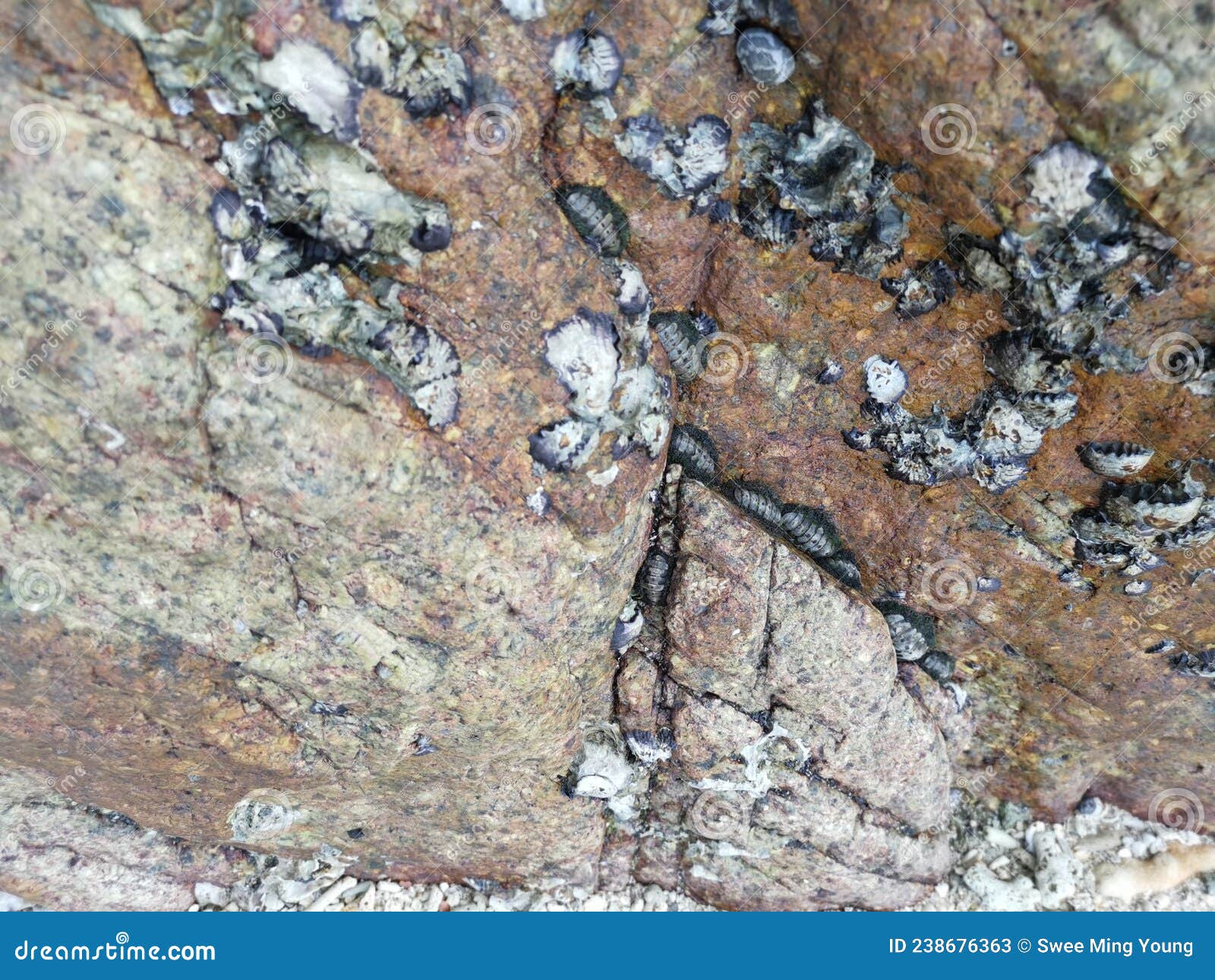 Seashell Fossil Stick or Cover the Surface of Rock or Boulder Stone ...