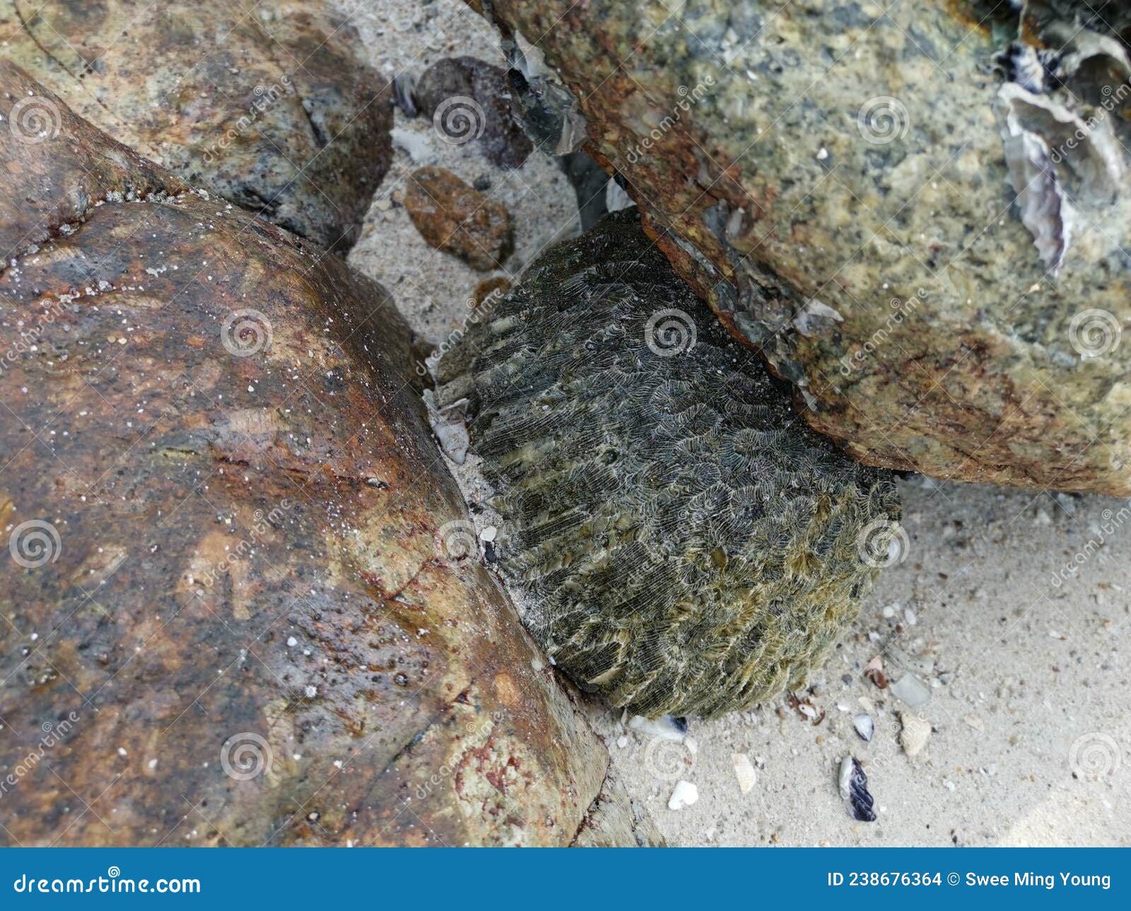 Seashell Fossil Stick or Cover the Surface of Rock or Boulder Stone ...