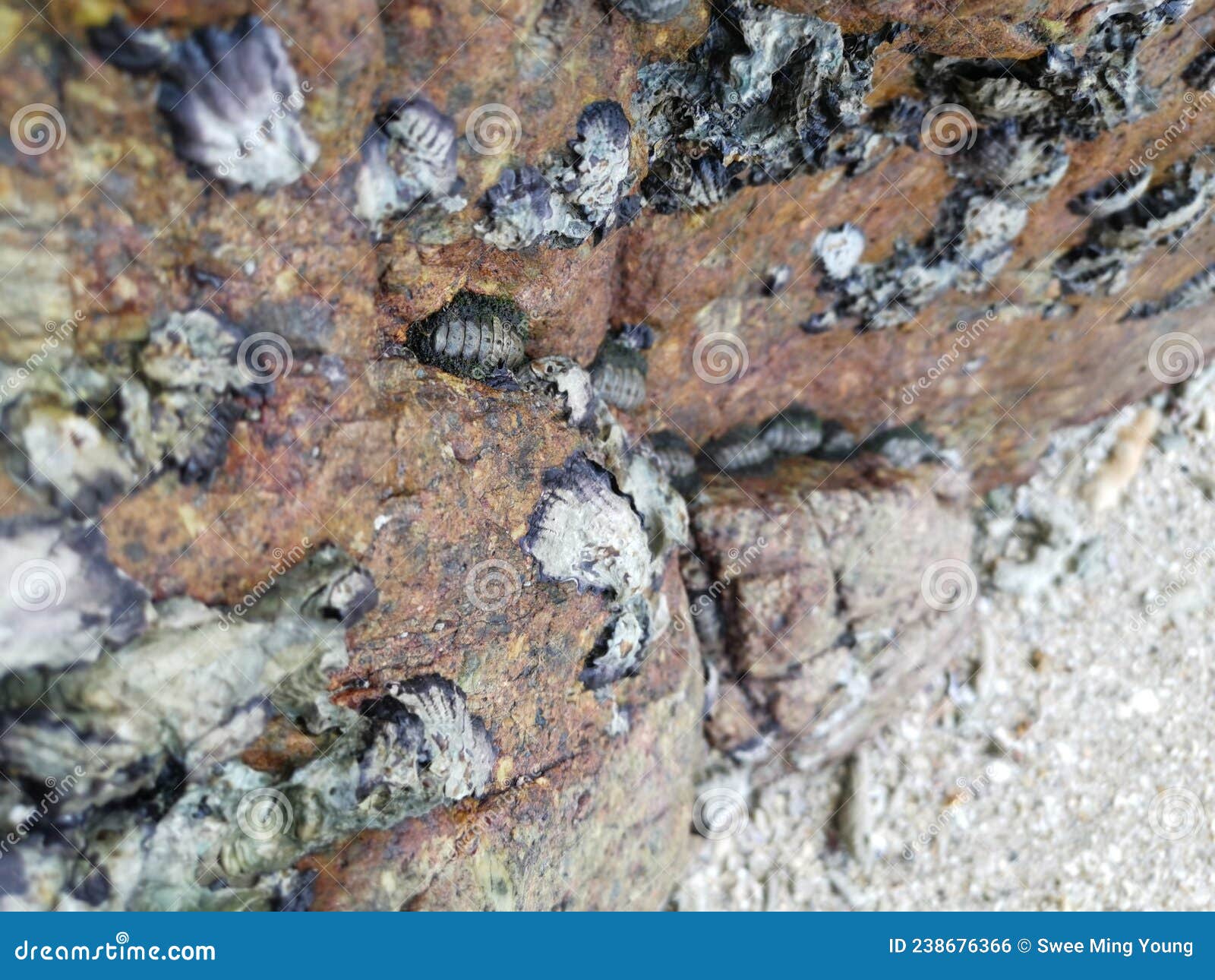 Seashell Fossil Stick or Cover the Surface of Rock or Boulder Stone ...