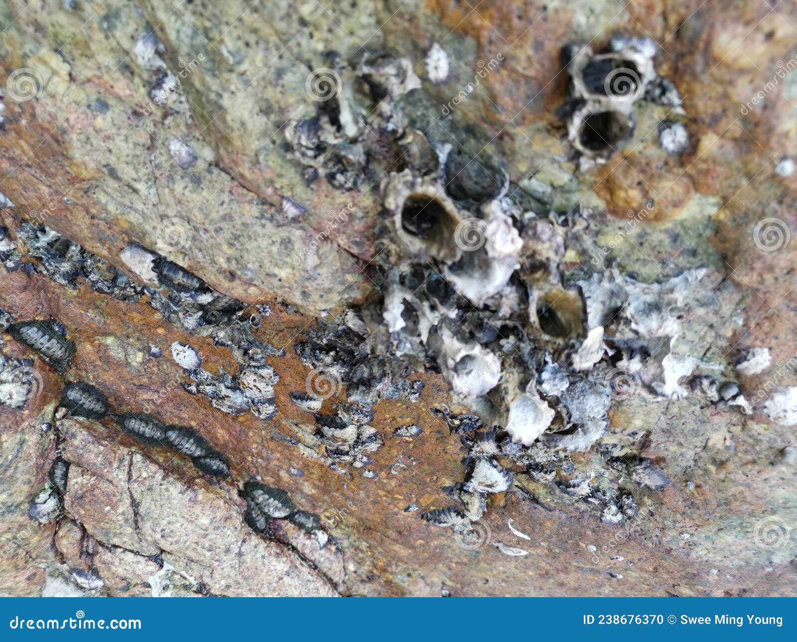 Seashell Fossil Stick or Cover the Surface of Rock or Boulder Stone ...