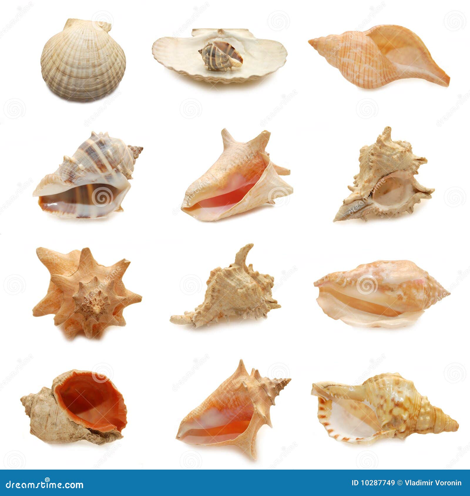 Image of Seashells on White Background Stock Image - Image of conch ...