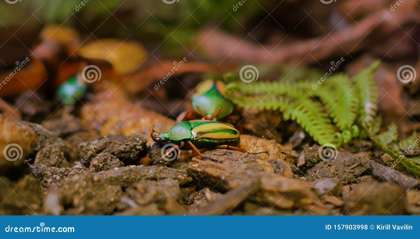 Tropical Beetles Walk in Nature. Stock Photo - Image of insects, exotic ...
