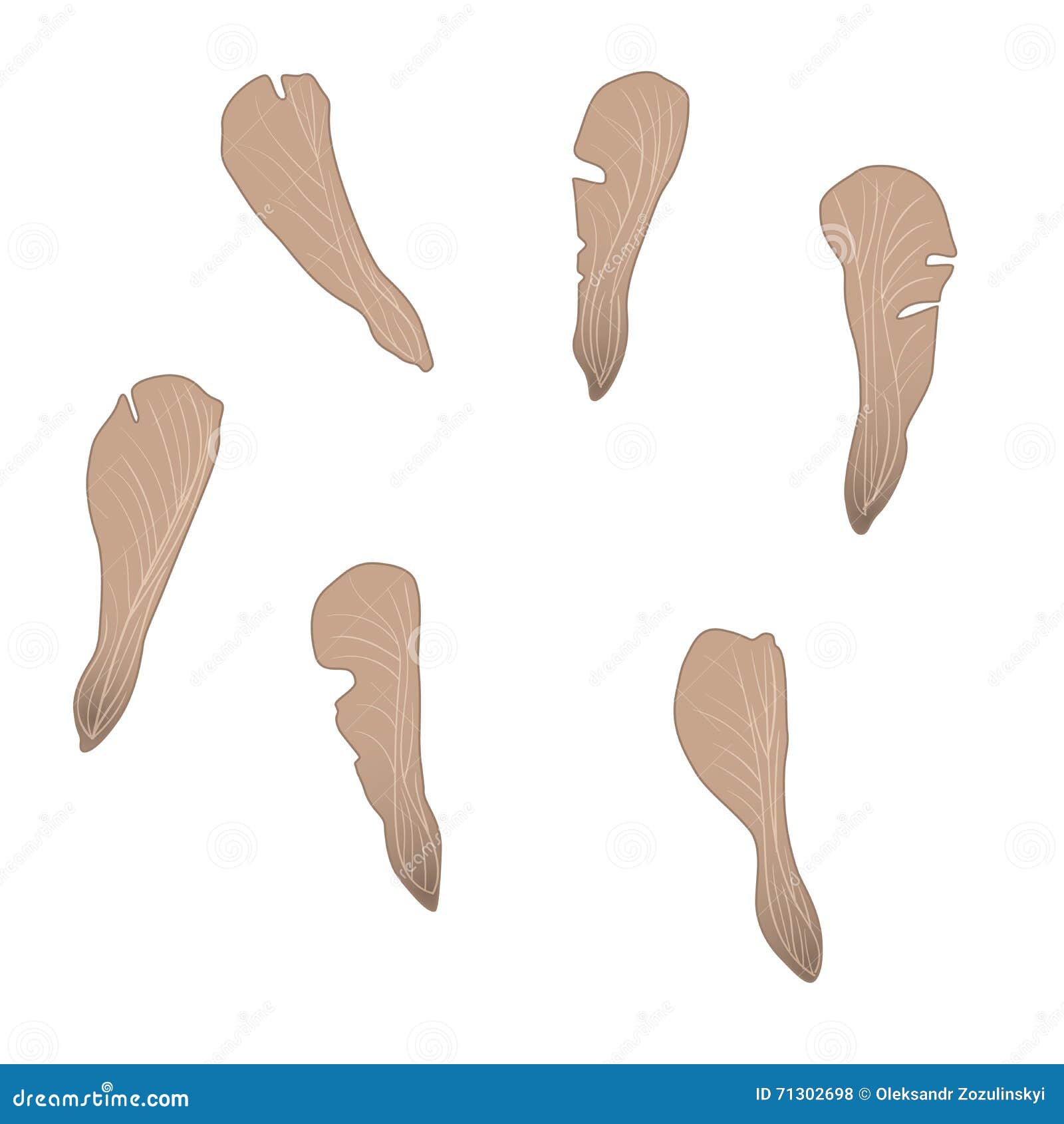 Image of a Seed Pod from Maple Tree. Stock Vector - Illustration of ...