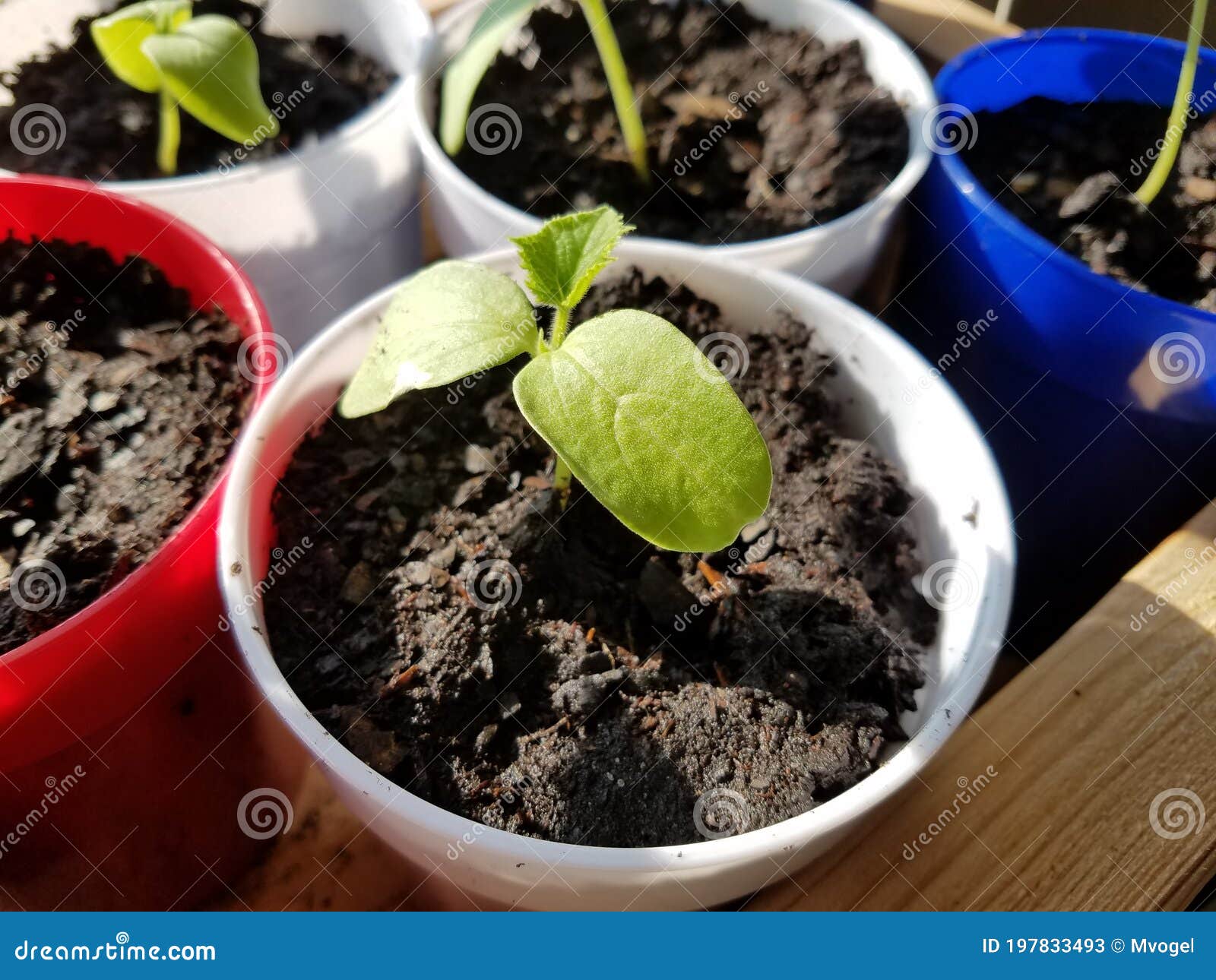 Seedlings in a container stock image. Image of organic - 197833493