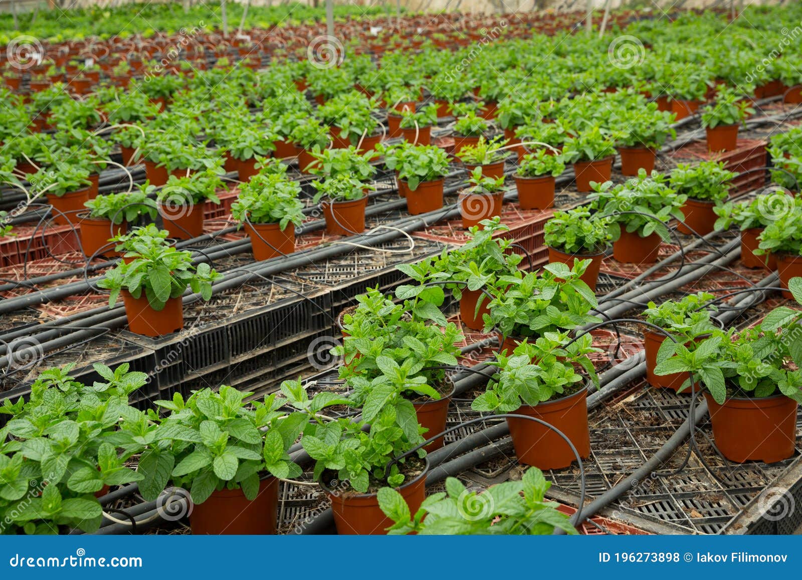 Image of Seedlings of Mint Growing in Pots in Greenhouse Stock Photo ...
