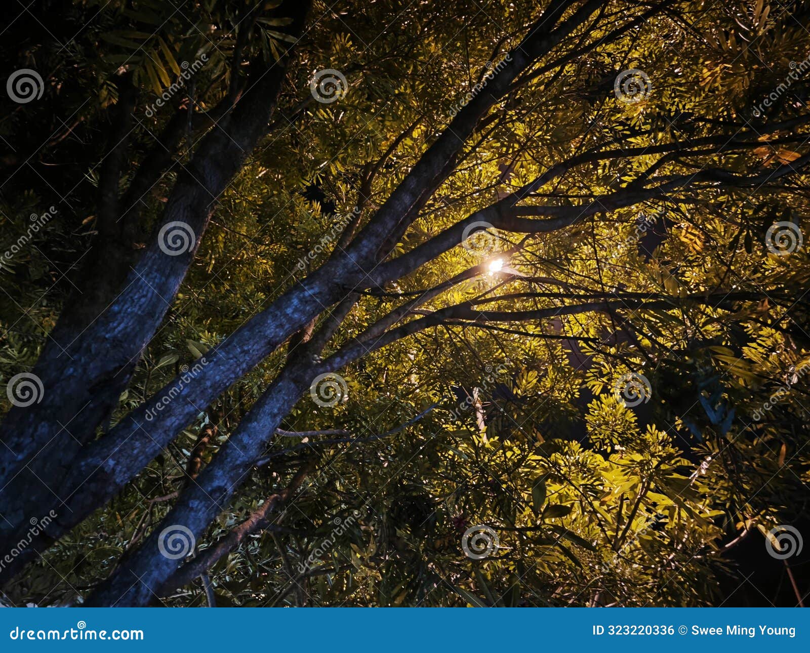 Seeing Streetlight through the Tree Branches and Leaves at Night with ...