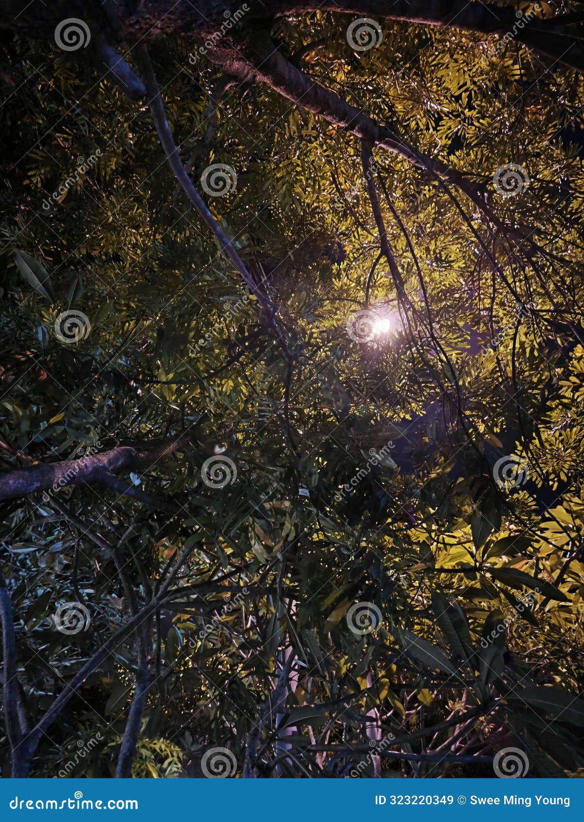 Seeing Streetlight through the Tree Branches and Leaves at Night with ...