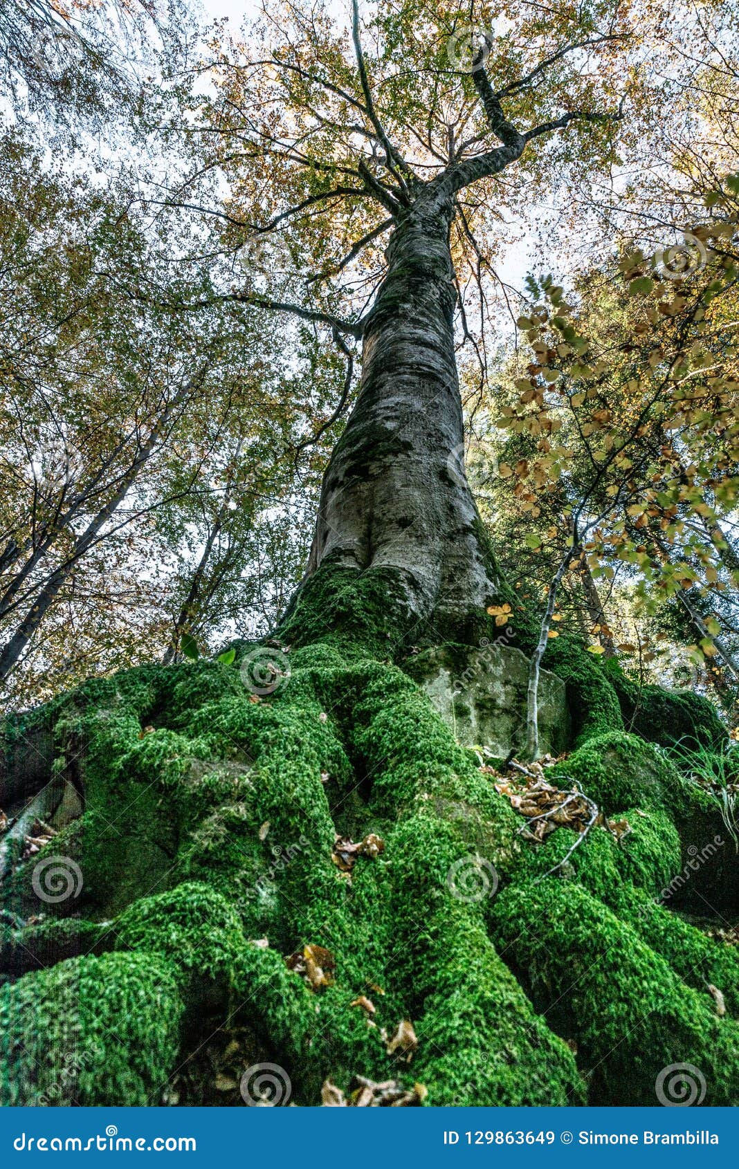 Image Seen from Below of a Tree with Large Roots Covered by Brig Stock ...
