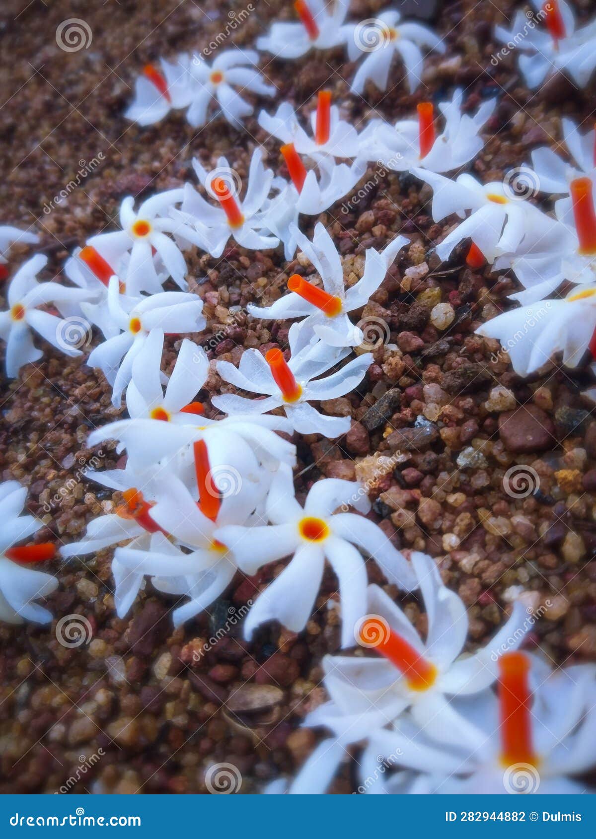 Sepalika Flowers Stock Photos - Free & Royalty-Free Stock Photos from ...