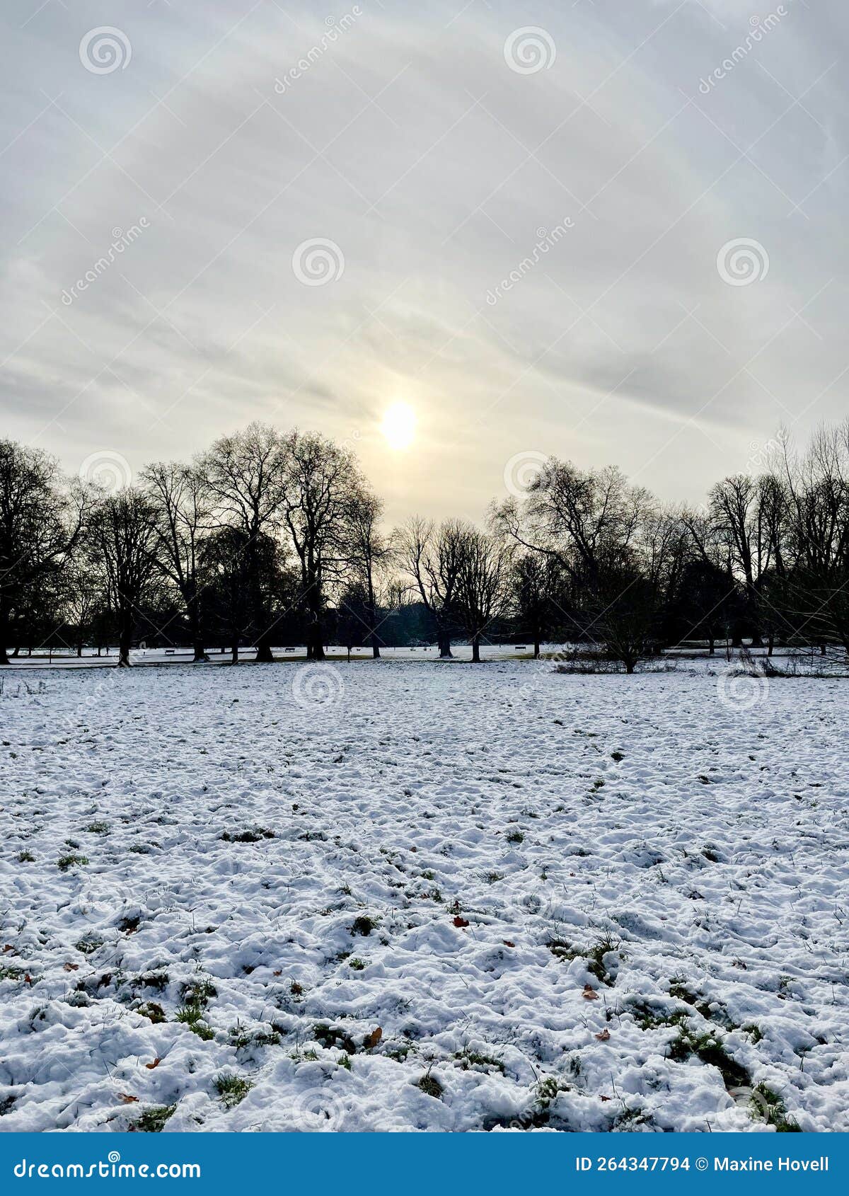 Setting Sun and Winter Trees Stock Photo - Image of frost, cloud: 264347794