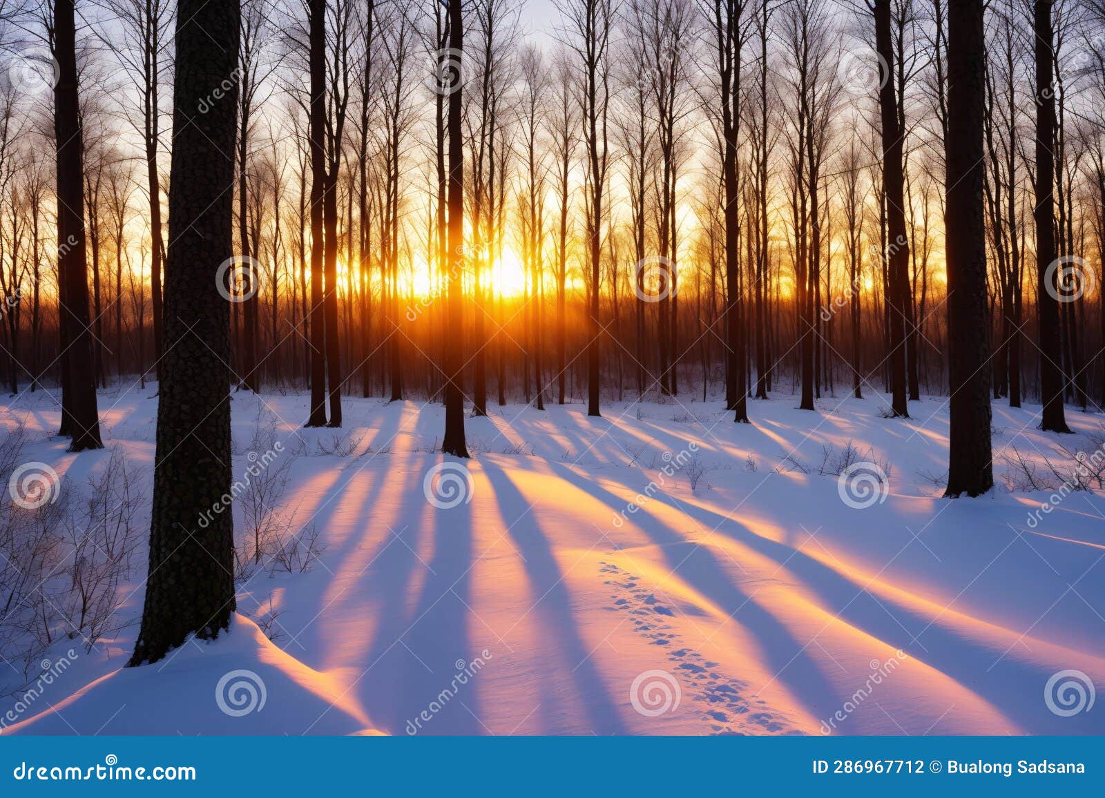 The Setting Sun on a Winter Evening in the Forest Made with Generative ...