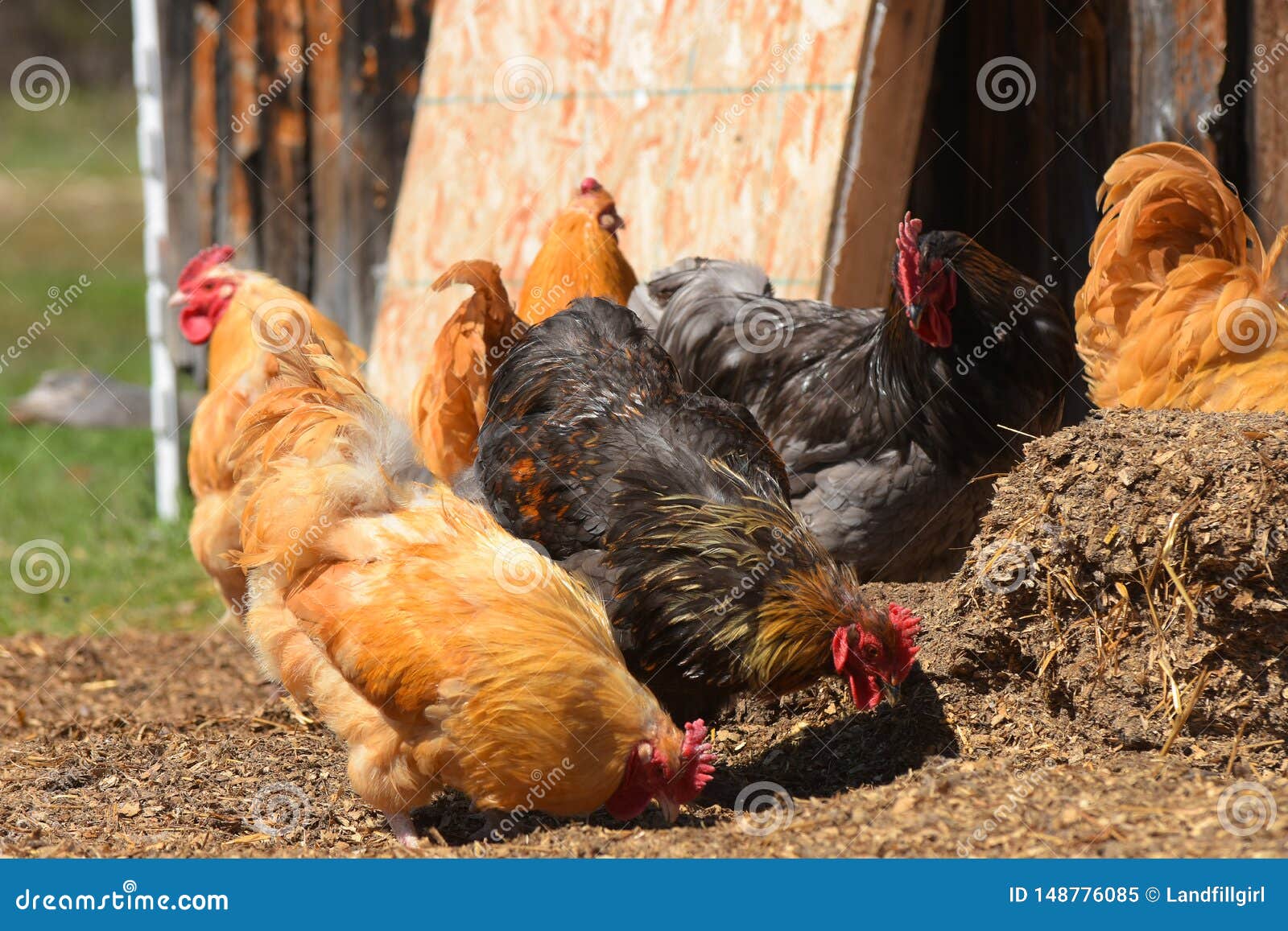 Free Range Chickens stock image. Image of agriculture - 148776085