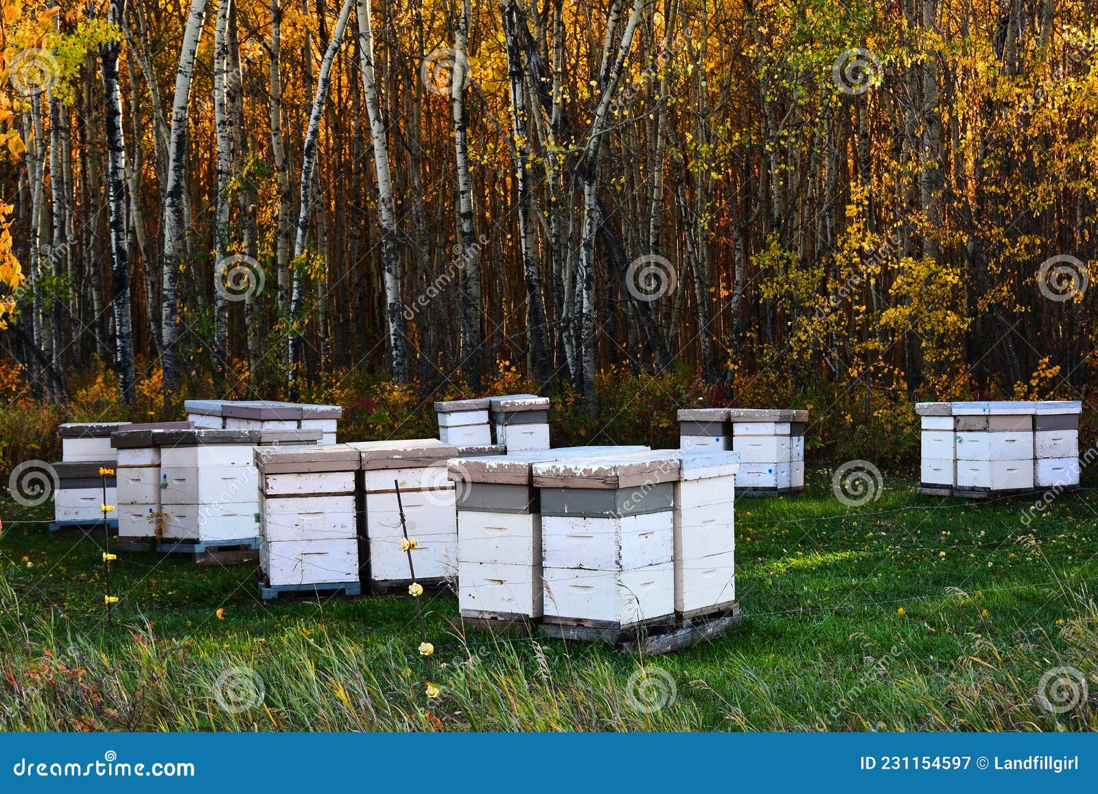 Several White Beehives stock image. Image of green, outdoors - 231154597