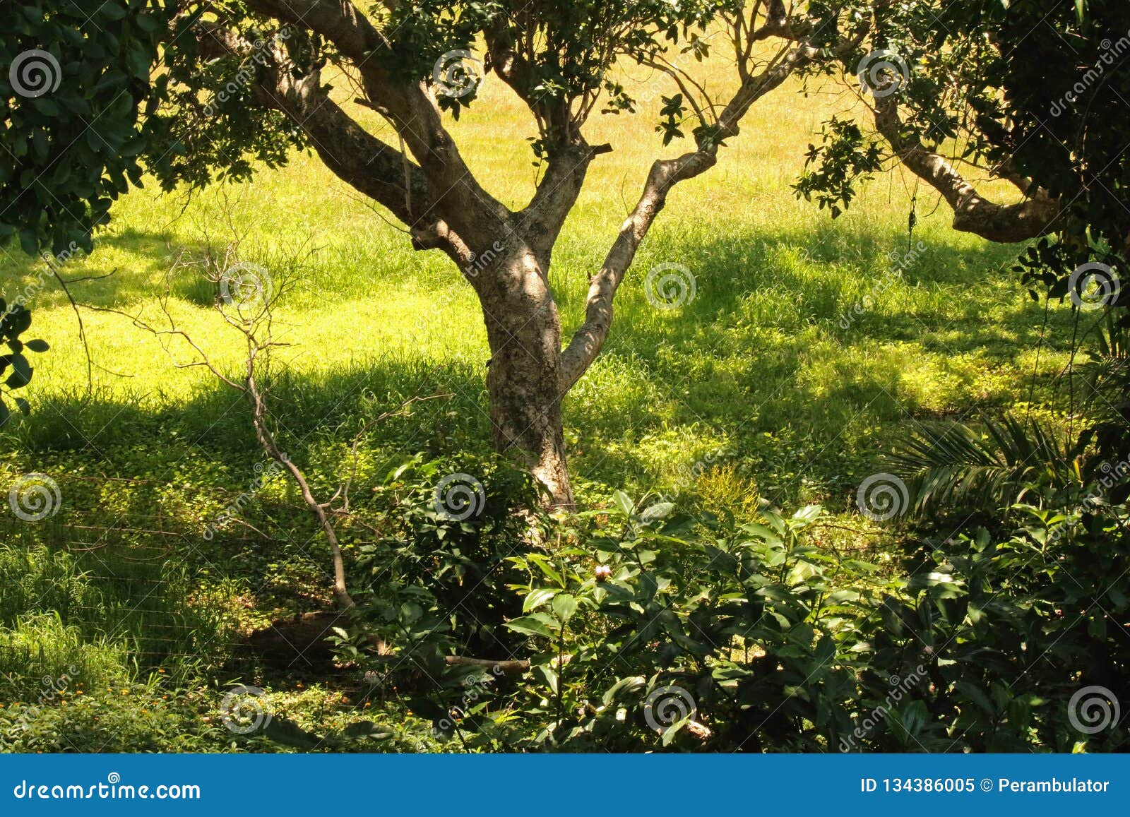 SHADY PATCH UNDER a TREE in a MEADOW Stock Image - Image of colour ...